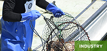 No.720R | SHOWA GLOVE